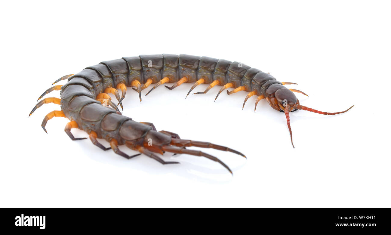 A centipede isolated on white background Stock Photo - Alamy