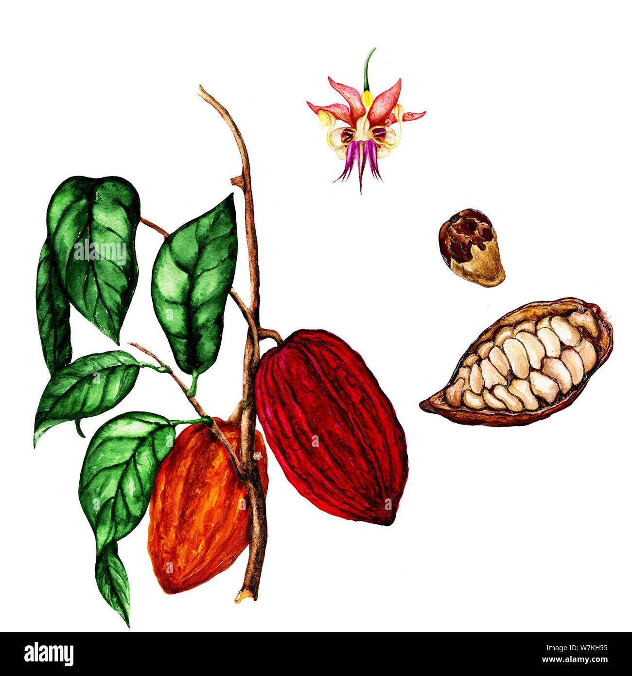 Cacao tree botanical drawing hi-res stock photography and images - Alamy