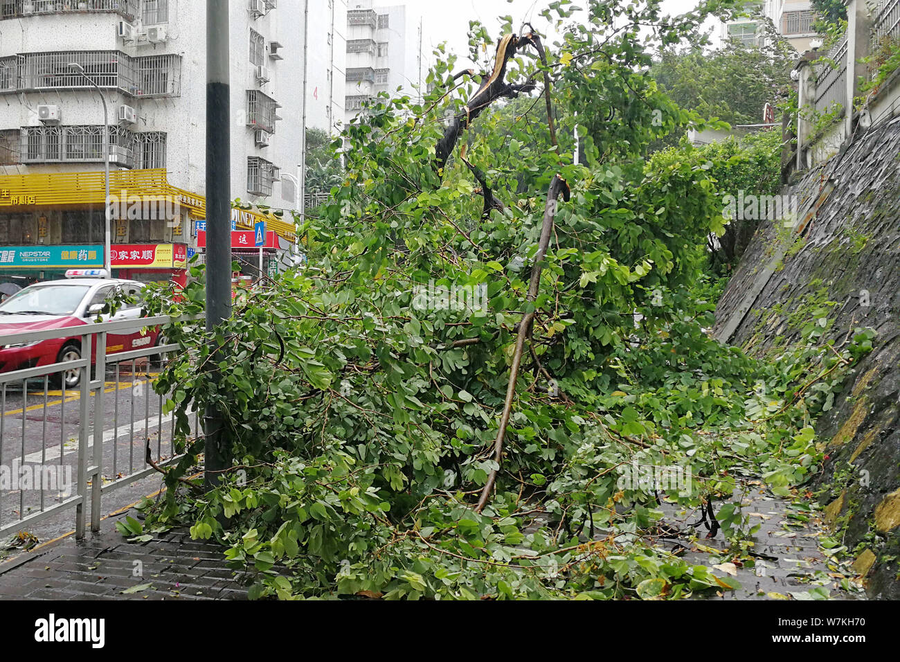 A tree is uprooted by strong wind caused by typhoon Hato on a road in ...