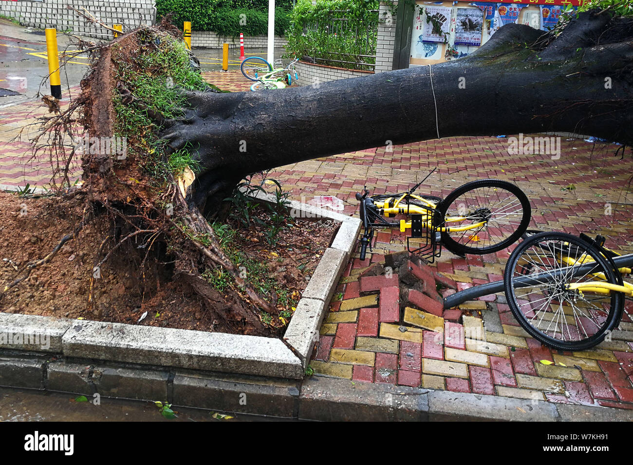 A tree is uprooted by strong wind caused by typhoon Hato on a road in ...