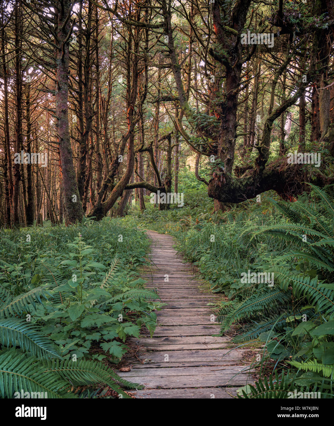 Overgrown boardwalk with ferns between Long Beach and Combers Beach in ...