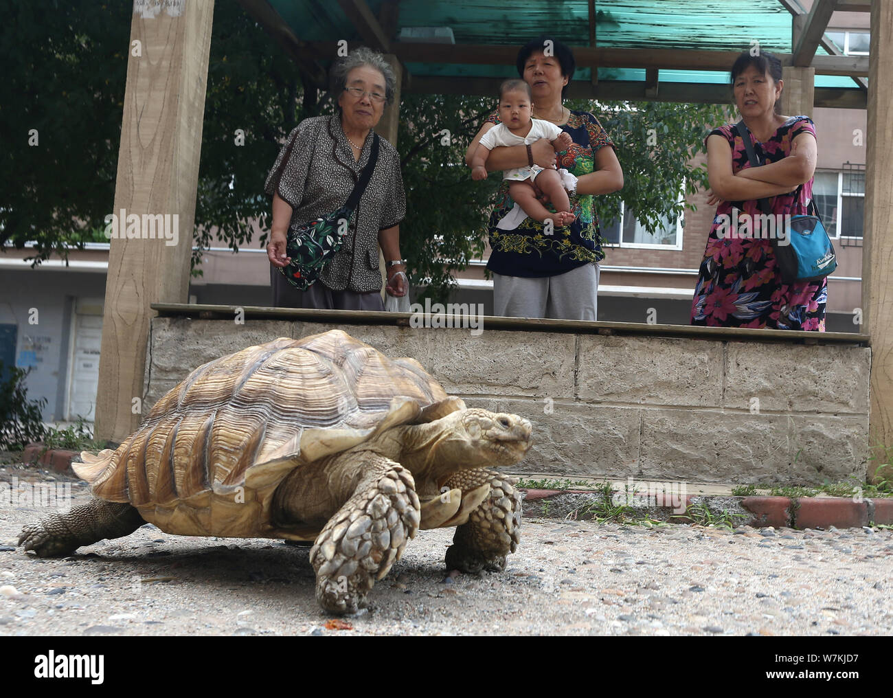 Woman on a turtle hi-res stock photography and images - Alamy