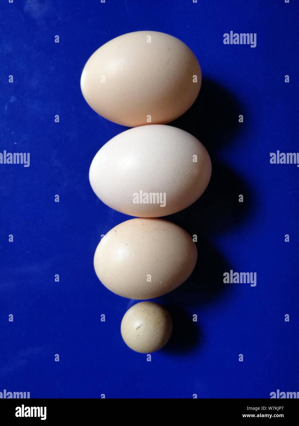 --FILE--This photo compares normal-sized chicken eggs with the 2 ...