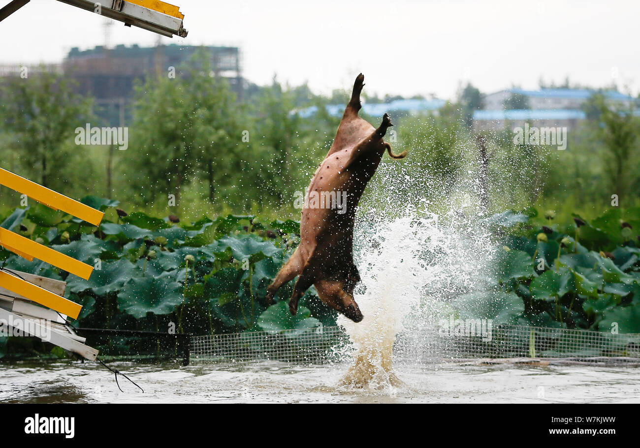 A pig jumps off a platform and dives into the water during a daily ...