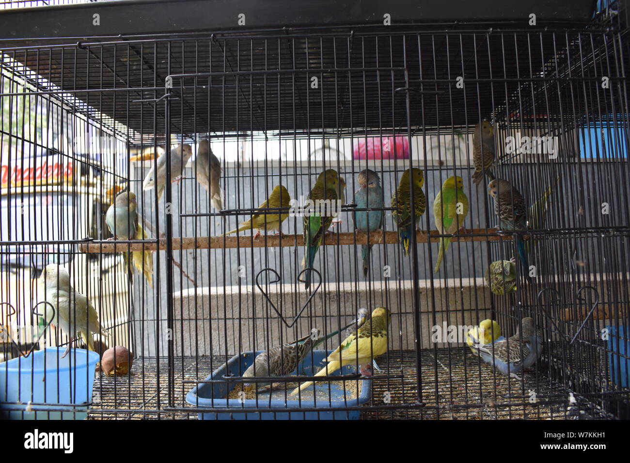 BEAUTIFUL BIRDS ARE PLACED IN THE CAGE Stock Photo - Alamy