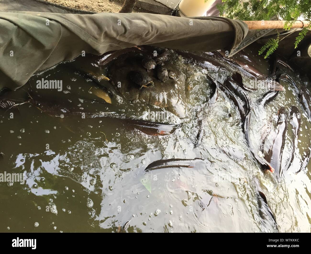 Little turtles hi-res stock photography and images - Alamy