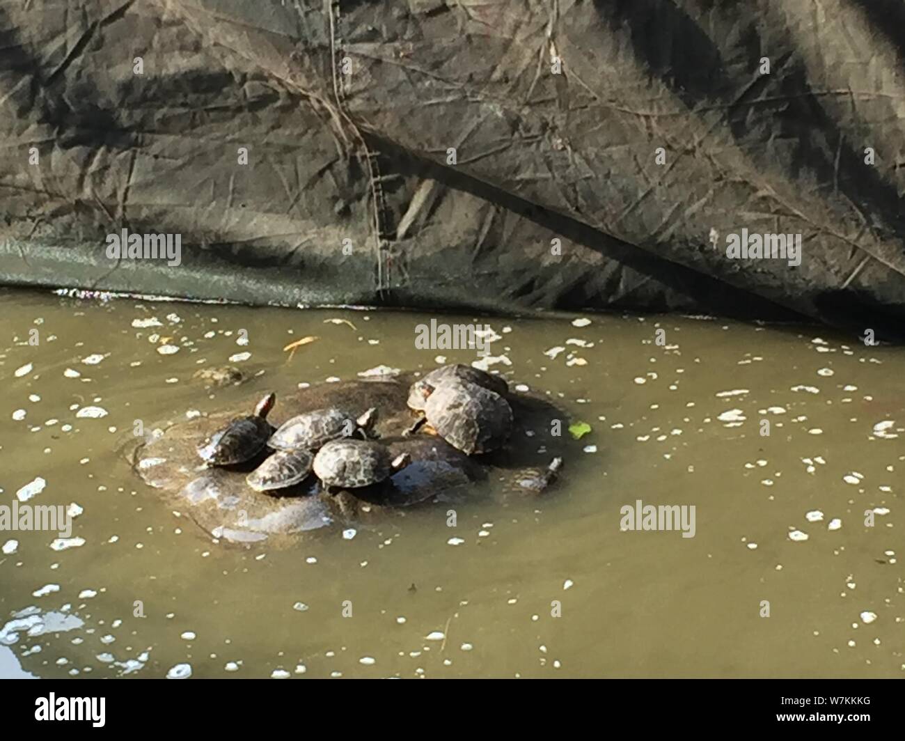 Little turtles hi-res stock photography and images - Alamy