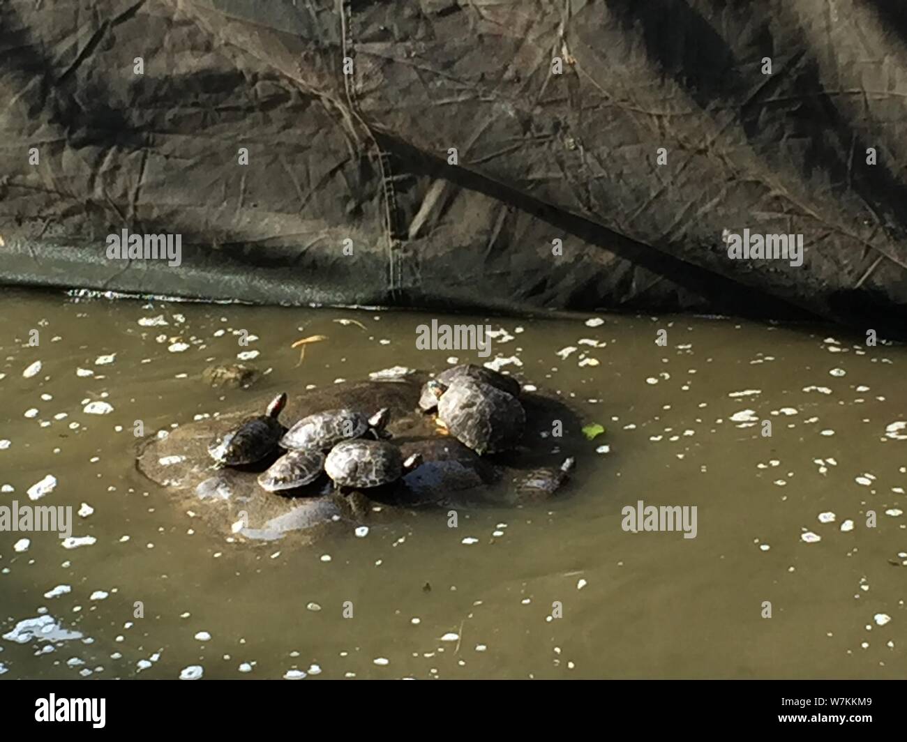 Little turtles hi-res stock photography and images - Alamy