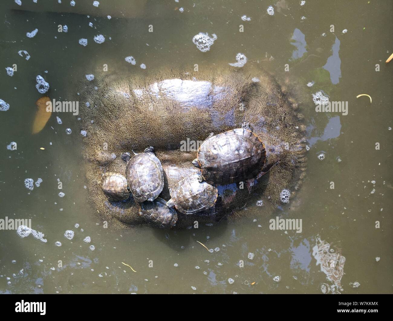 Little turtles rest at the shell of a giant turtle in a pond at a ...
