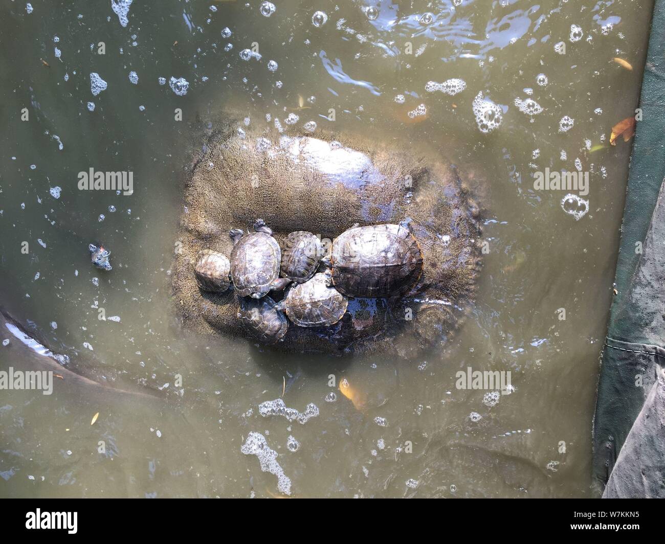 Little turtles hi-res stock photography and images - Alamy