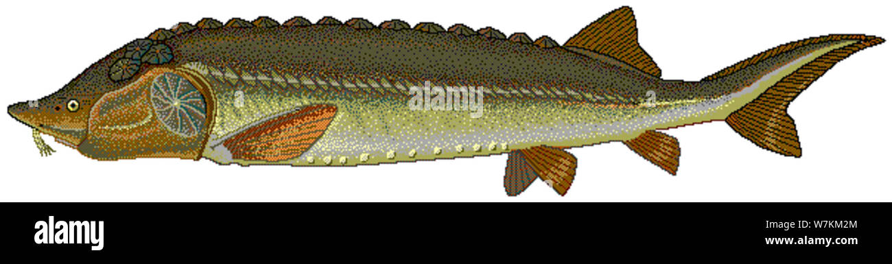 Sturgeon historical hi-res stock photography and images - Alamy