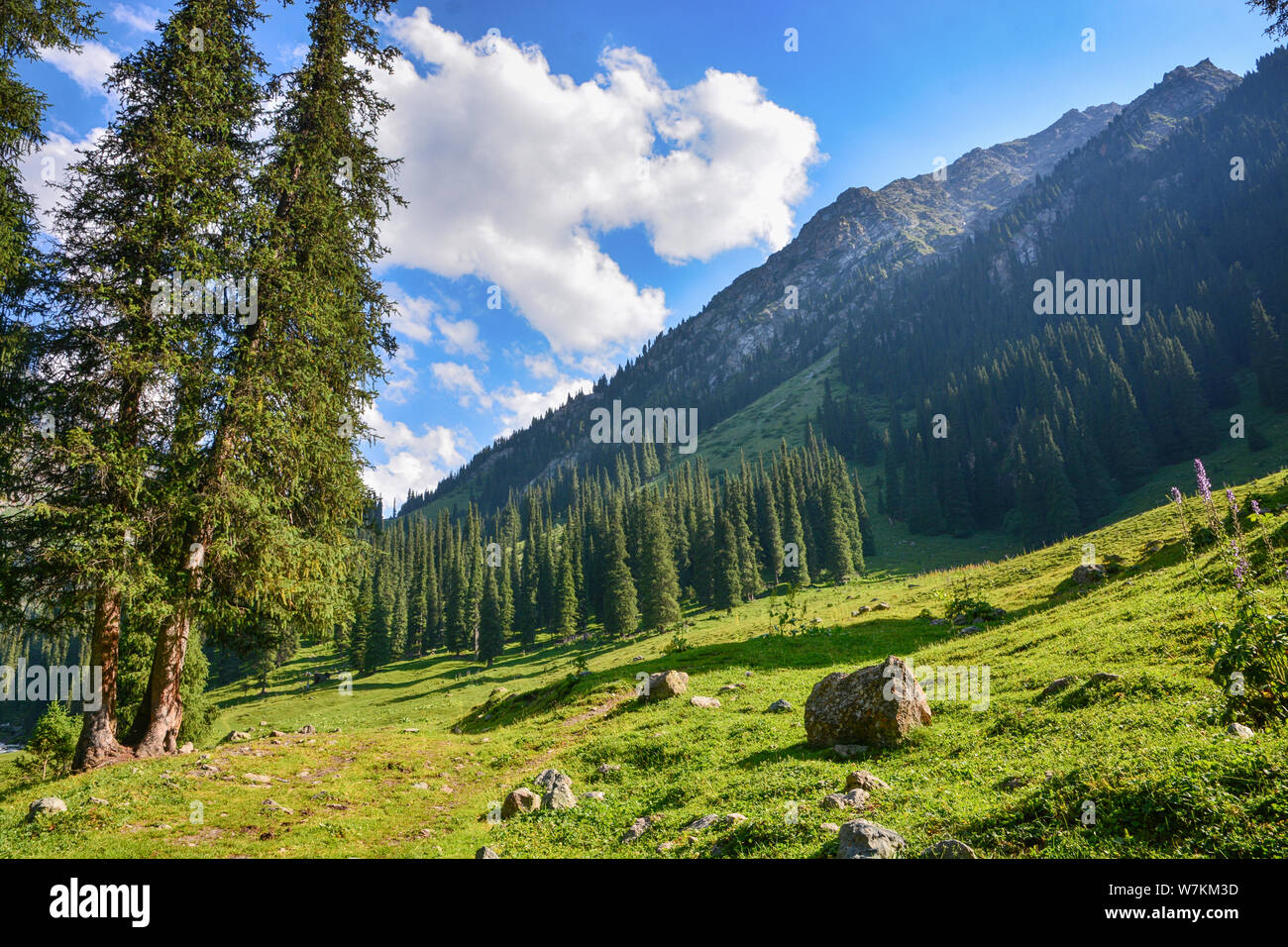 Peaceful Scenery Forest