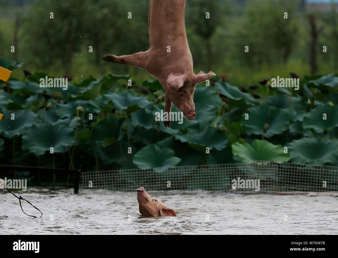A pig jumps off a platform and dives into the water during a daily ...