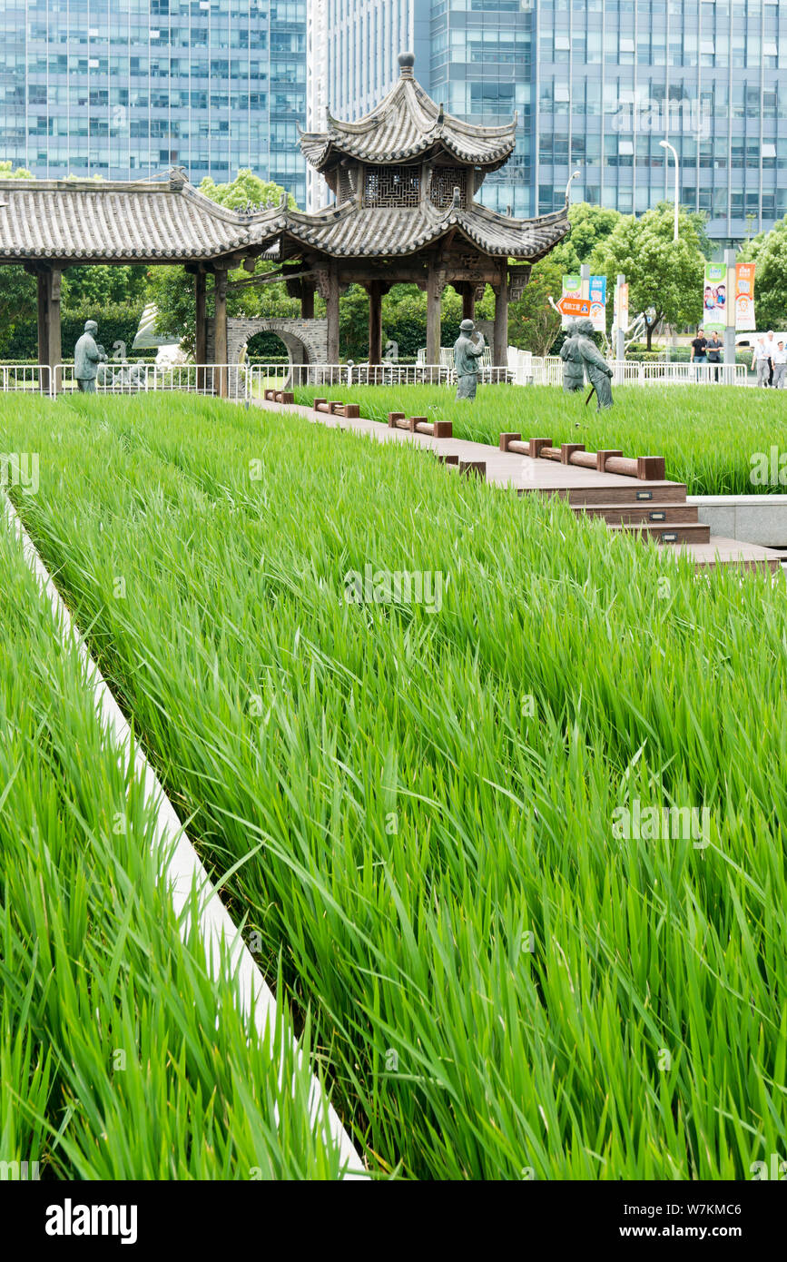 View of a paddy rice field turning green on a square at Himalayas ...