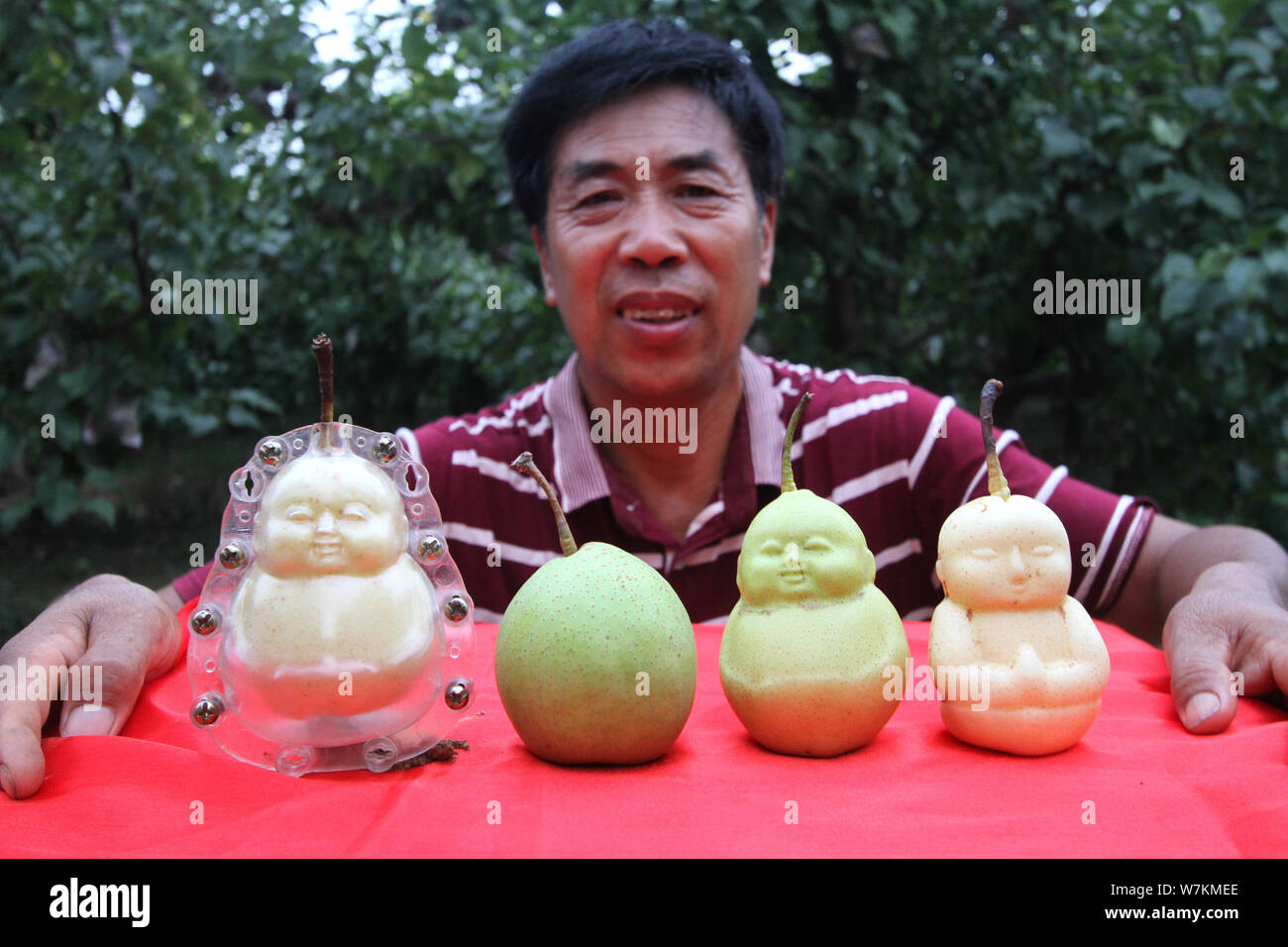 A Chinese farmer shows harvested Buddha-shaped pears and a normal pear ...