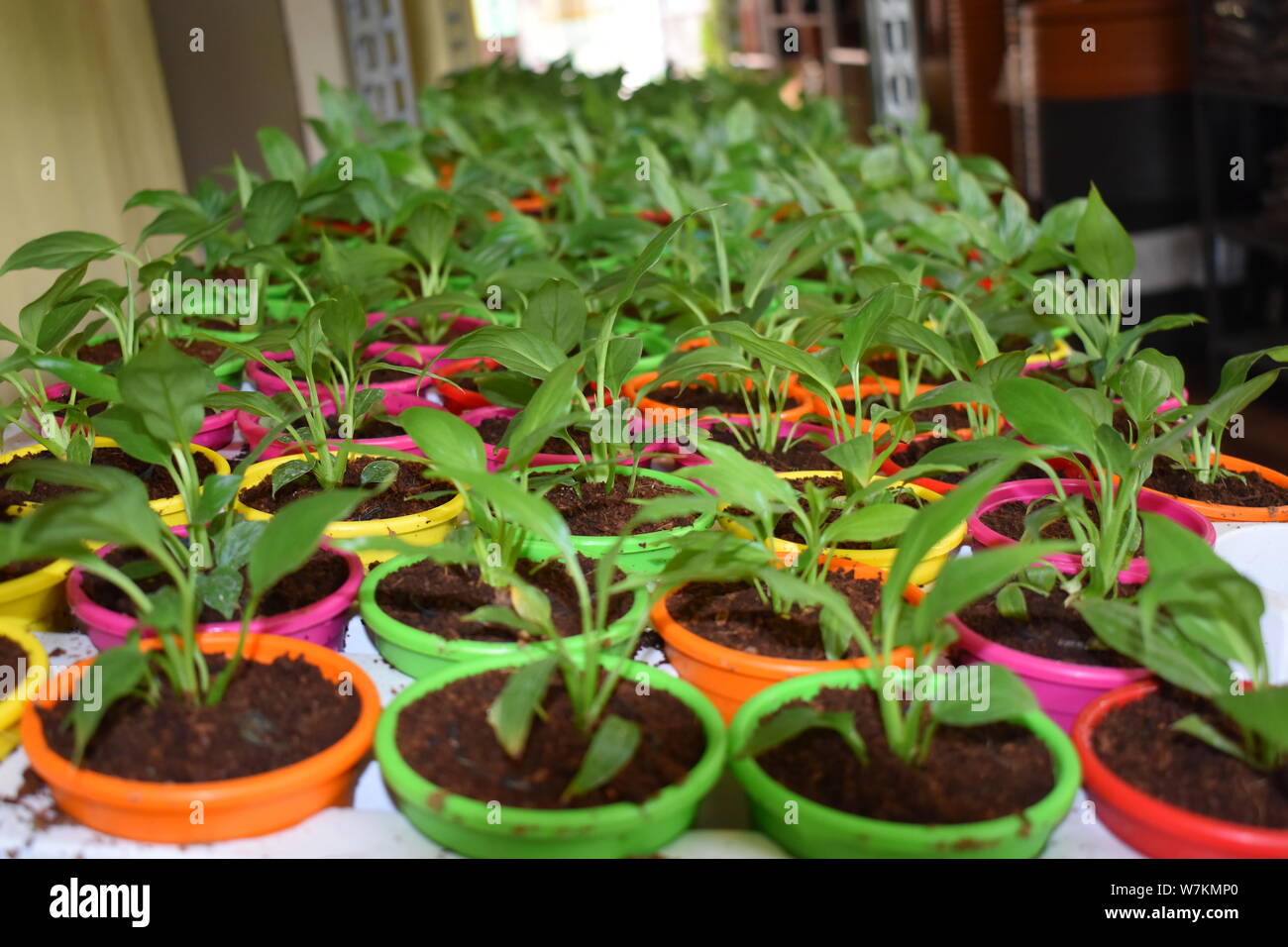 SMALL BEAUTIFUL PEACE LILY PLANTS IN A NURSERY Stock Photo - Alamy