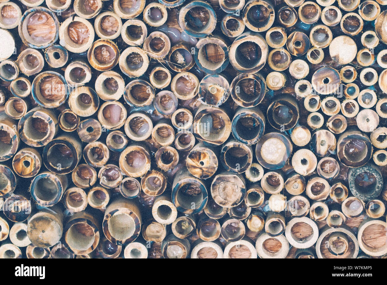 Bamboo cross section hi-res stock photography and images - Alamy