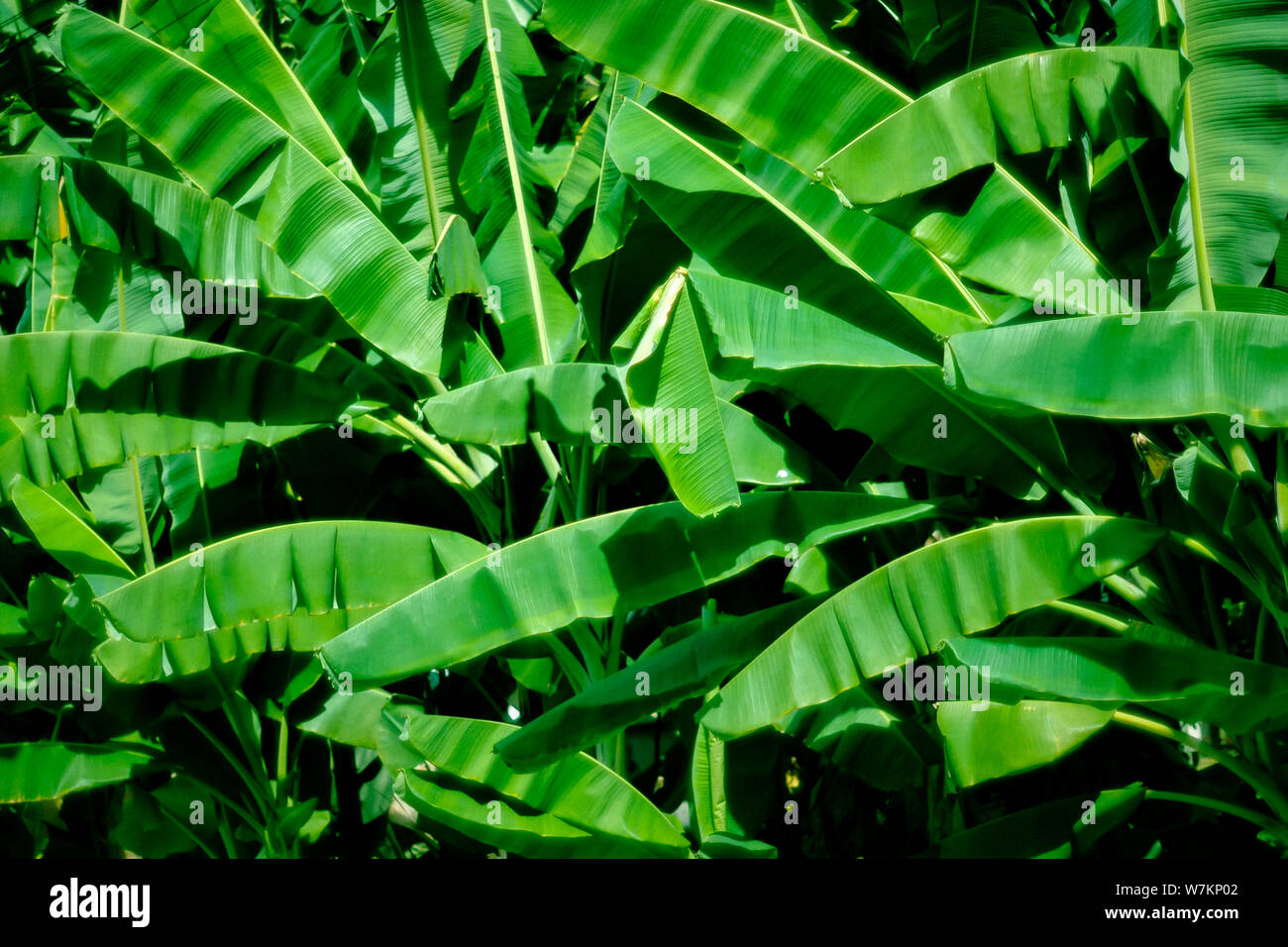 Banana Tree Leaves Texture