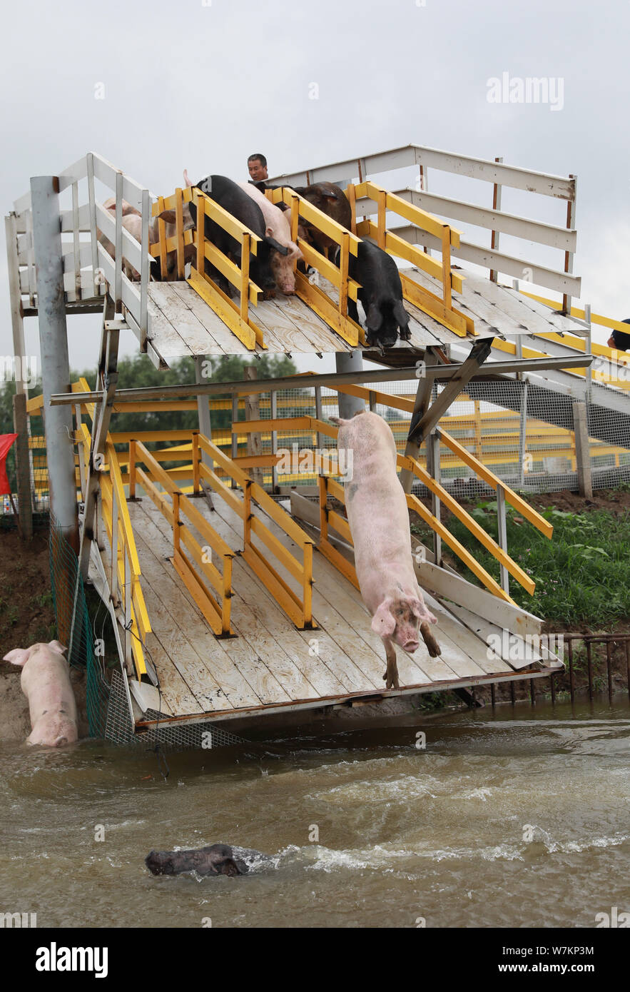 A pig jumps off a platform and dives into the water during a daily ...
