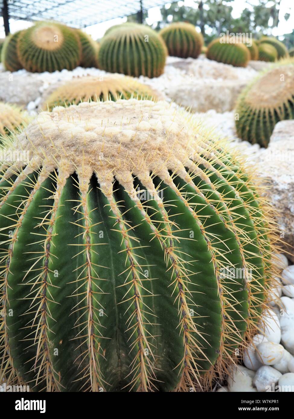 Cuctus tree hi-res stock photography and images - Alamy