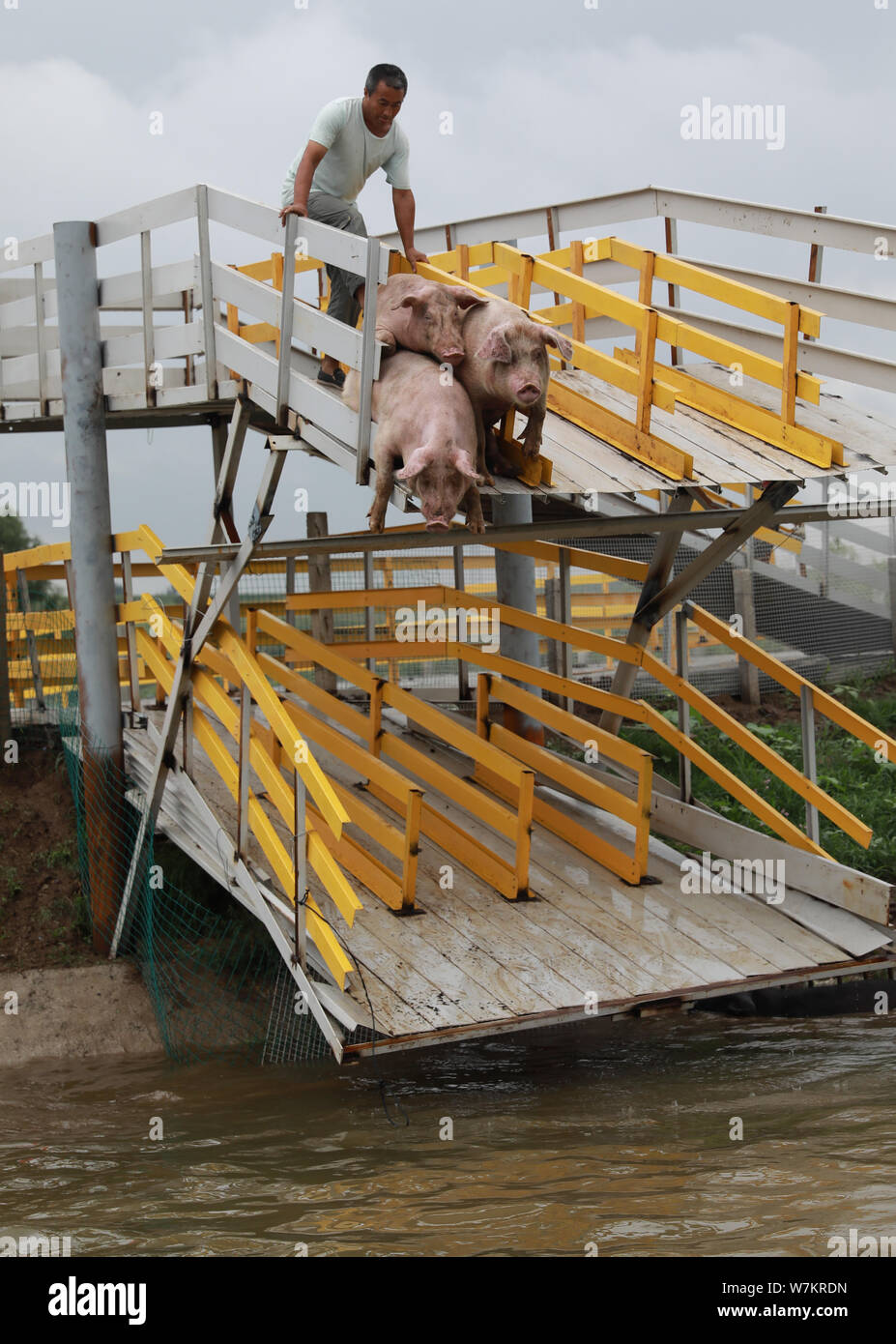 Pigs jump off a platform and dive into the water during a daily ...