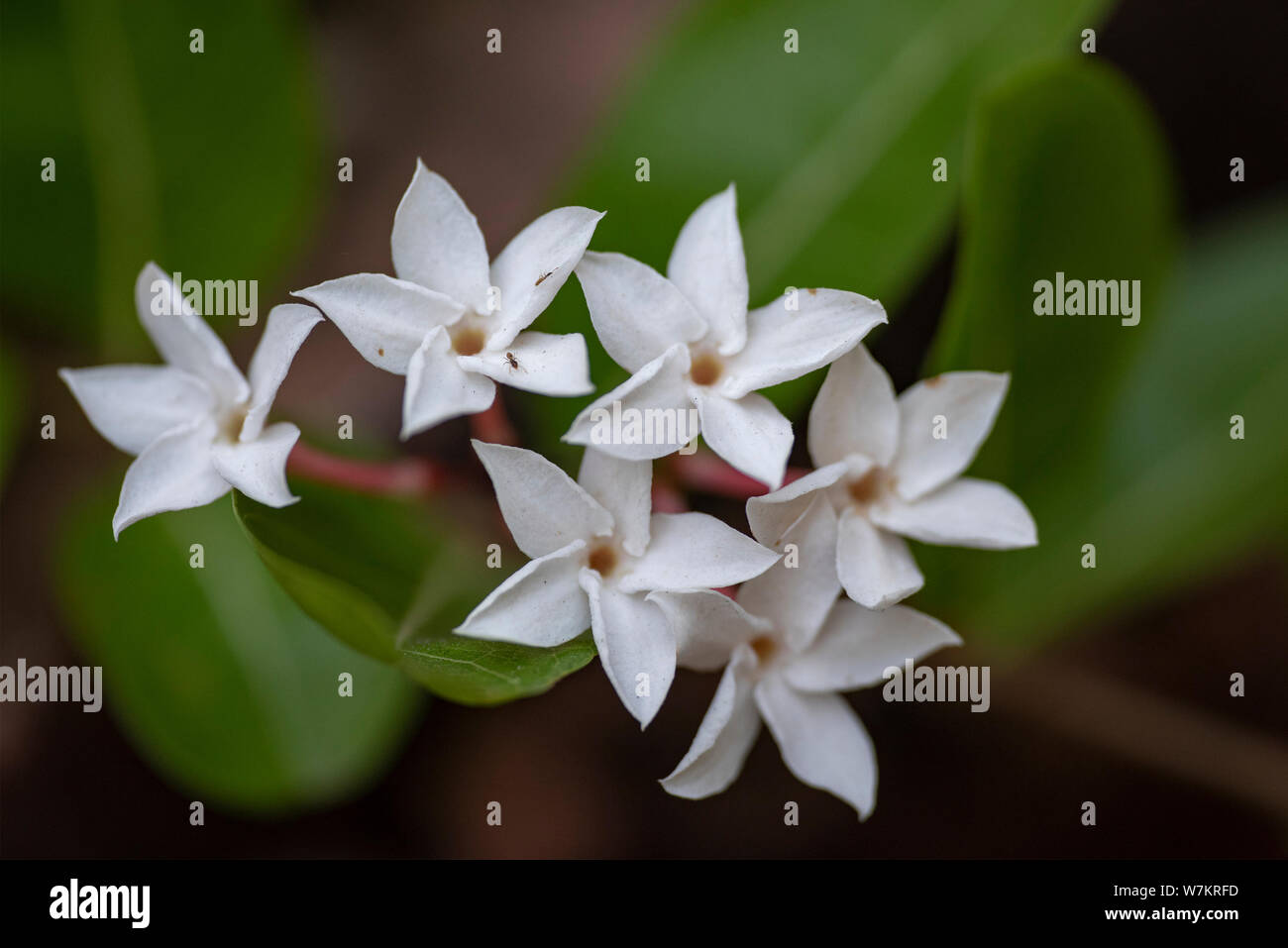 White flowers of the Abelia plant close-up in natural light. Thailand ...