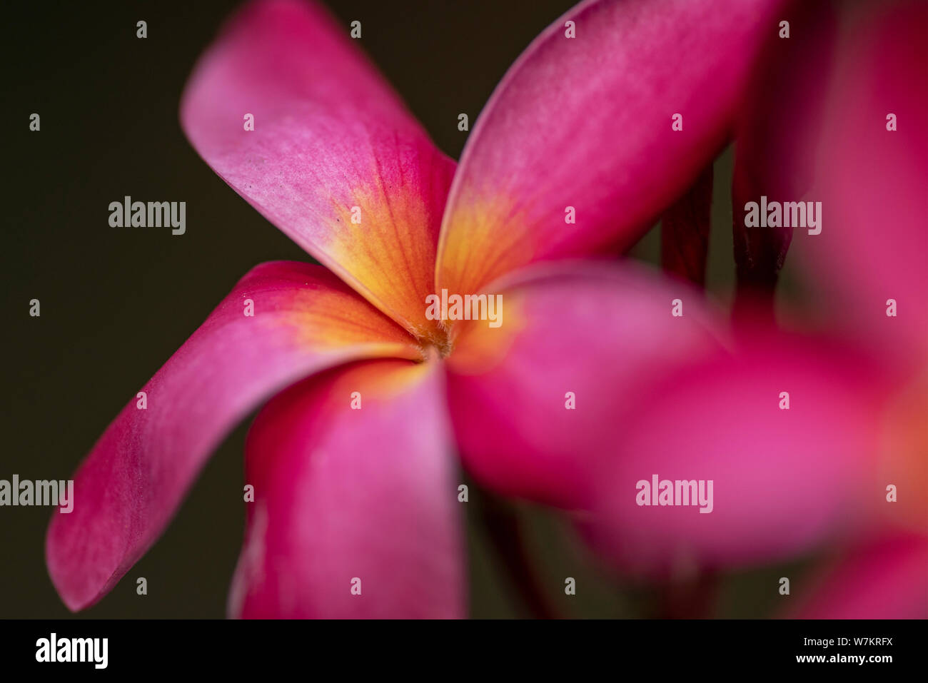 Red flowers of Plumeria rubra plant close-up in natural light. Thailand ...