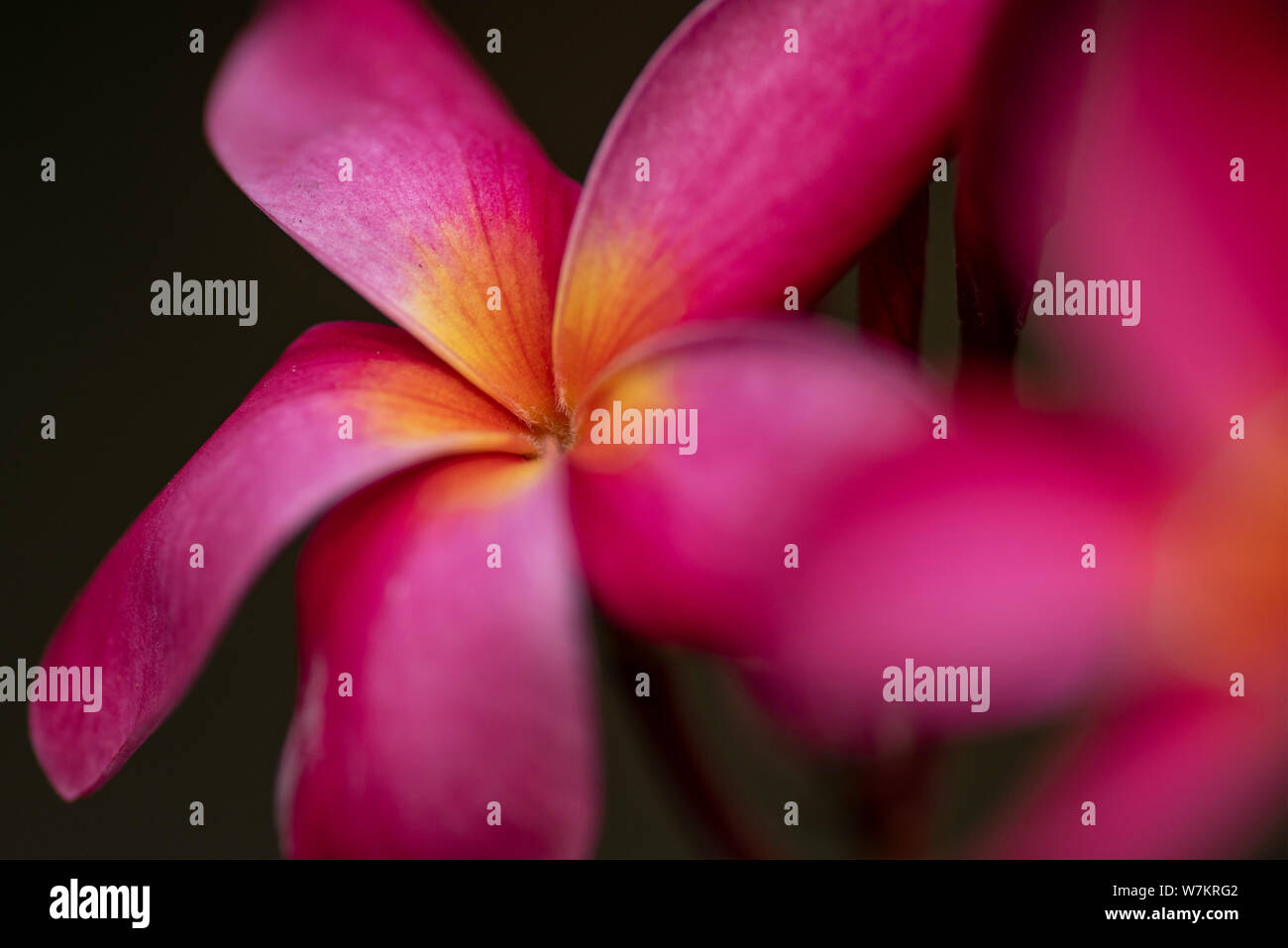 Red flowers of Plumeria rubra plant close-up in natural light. Thailand ...