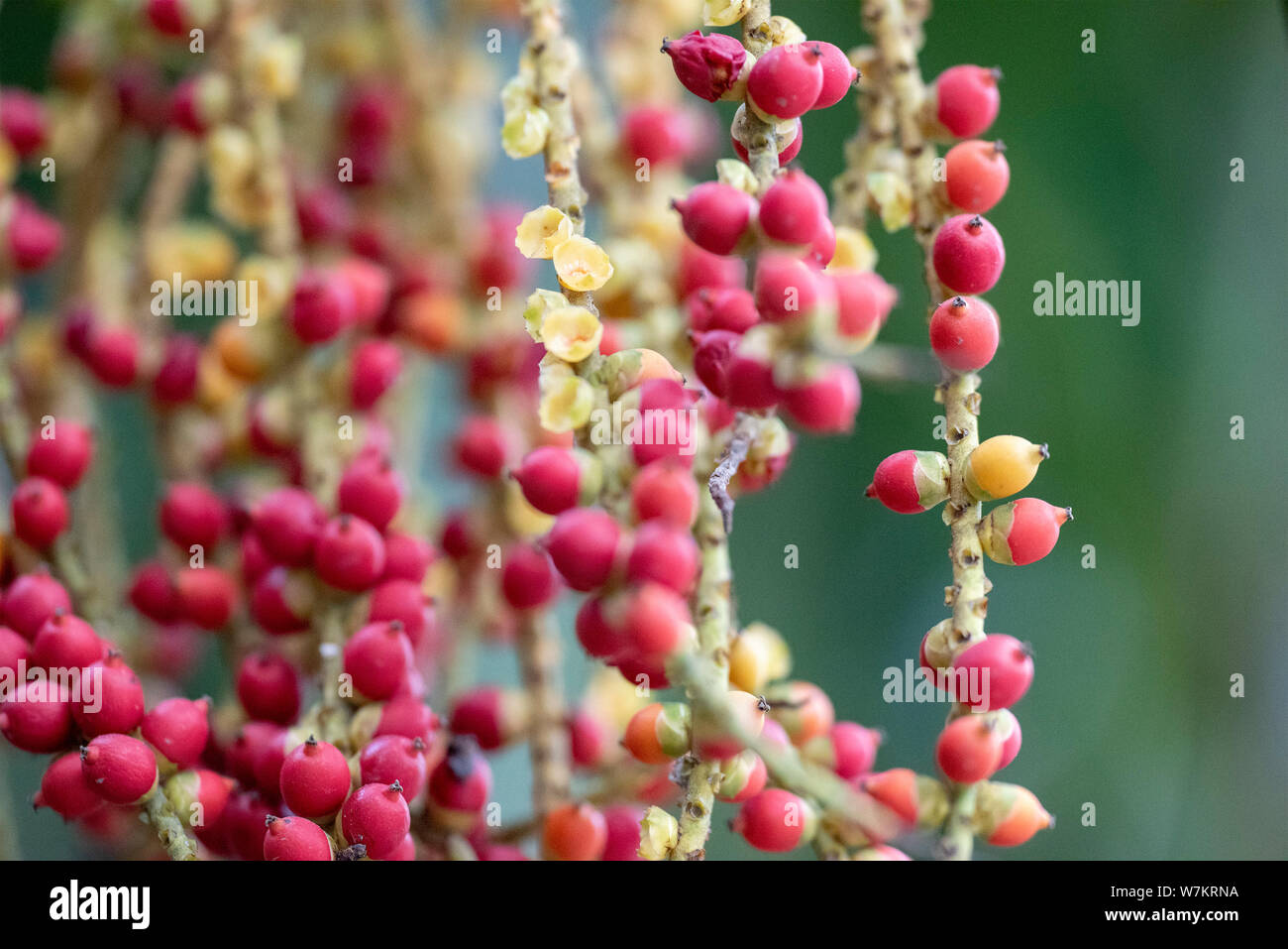 The fruits of the plant Caryota mitis close-up in natural light ...