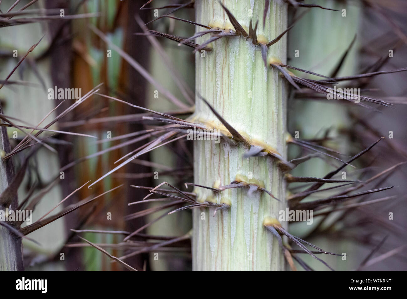 Stalk of a palm tree with needles close-up in natural light. Thailand ...