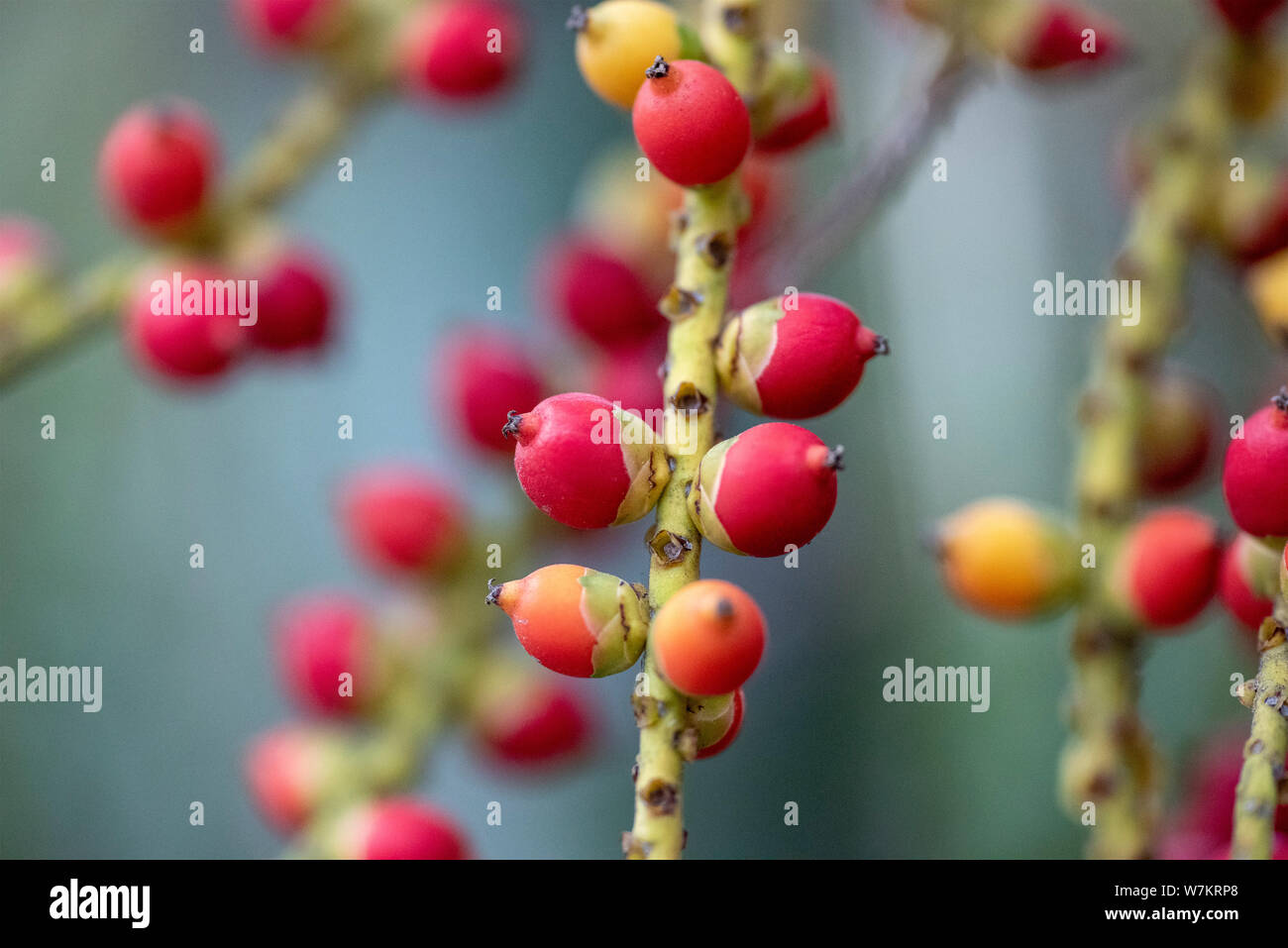 The fruits of the plant Caryota mitis close-up in natural light ...