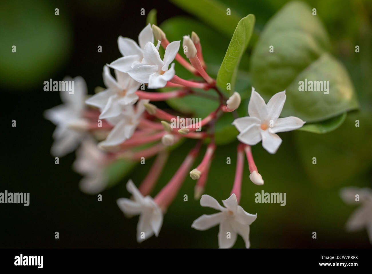 White flowers of the Abelia plant close-up in natural light. Thailand ...