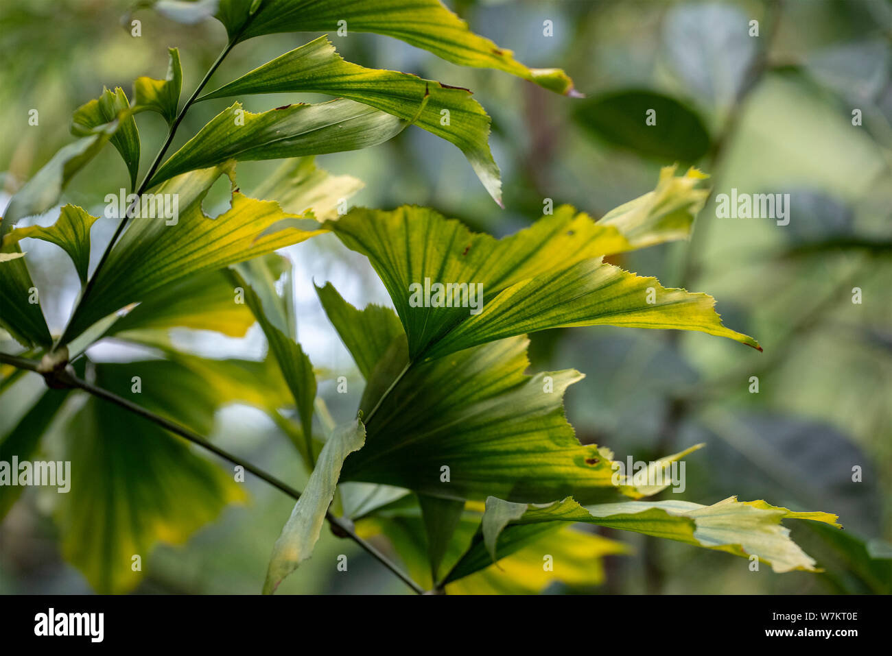 Caryota mitis fishtail palm leaves hi-res stock photography and images ...