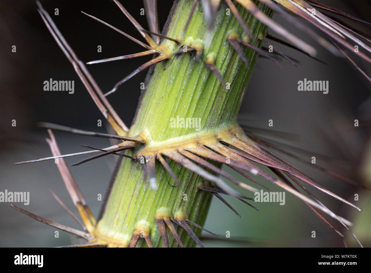 Stalk of a palm tree with needles close-up in natural light. Thailand ...