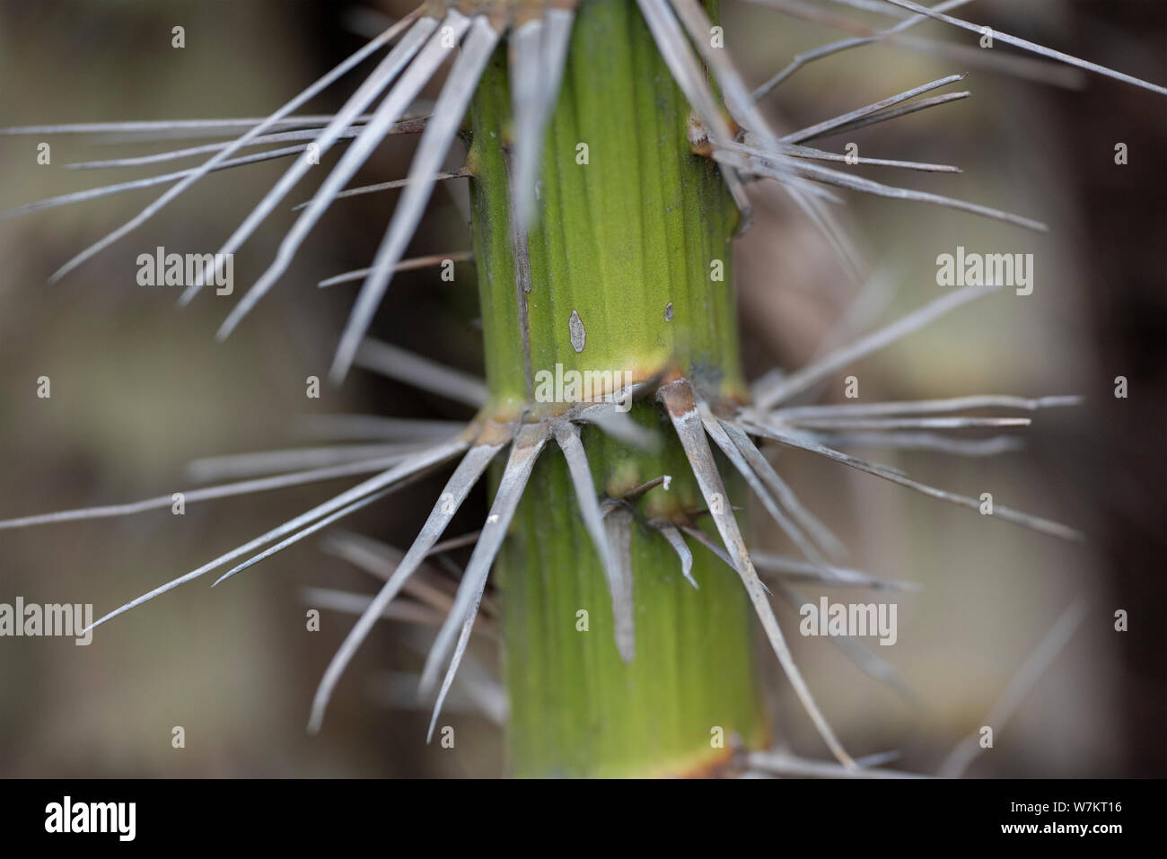 Stalk of a palm tree with needles close-up in natural light. Thailand ...