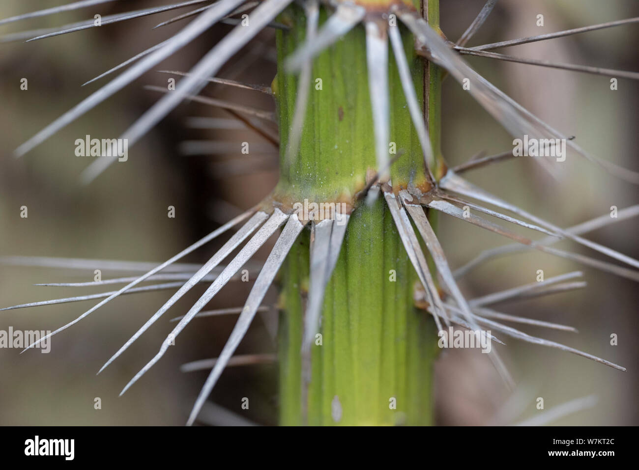 Stalk of a palm tree with needles close-up in natural light. Thailand ...
