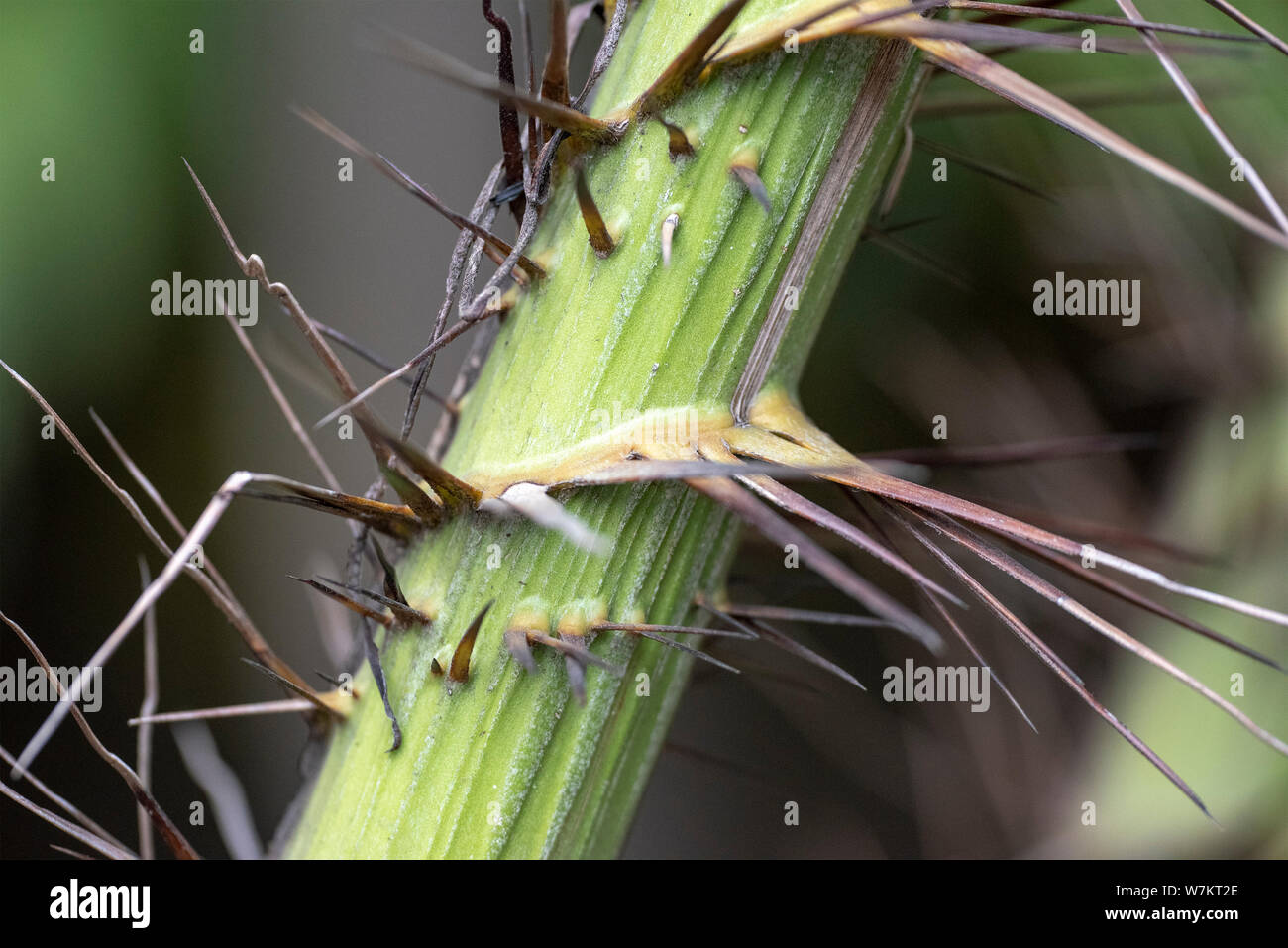 Stalk of a palm tree with needles close-up in natural light. Thailand ...