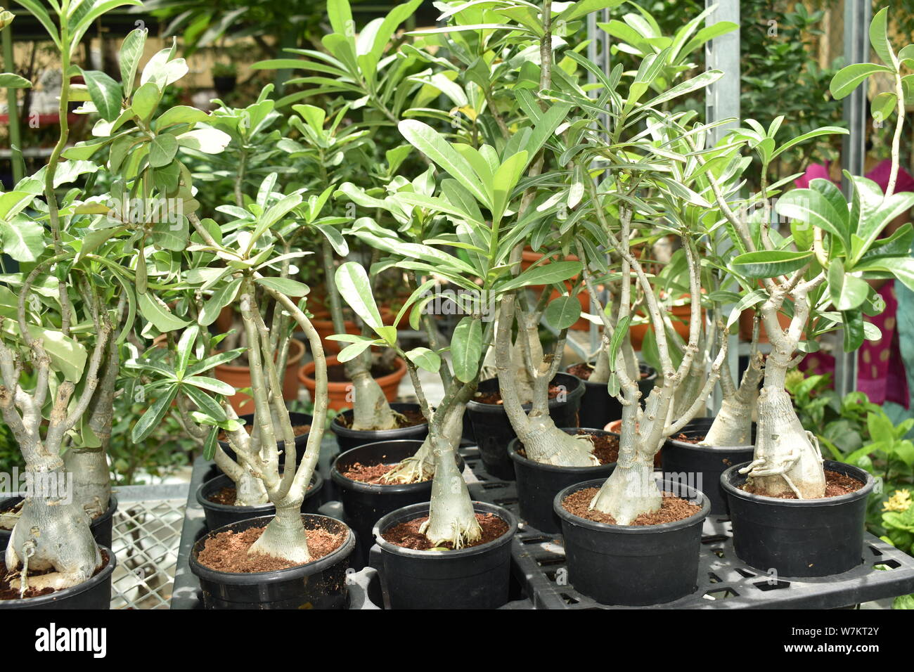 Ficus plants hi-res stock photography and images - Alamy