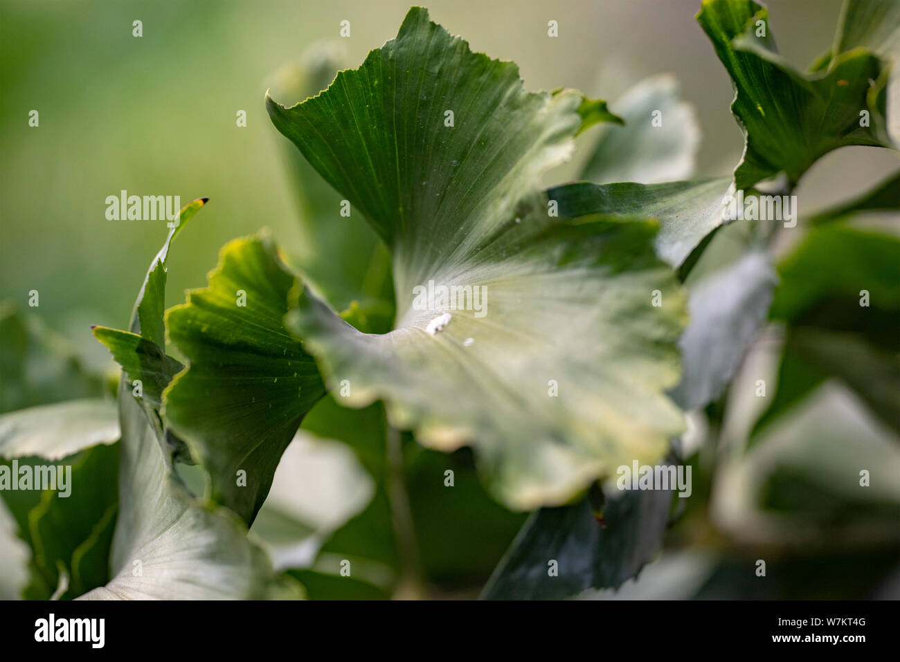 Green leaves of the plant Caryota mitis close-up in natural light Stock ...