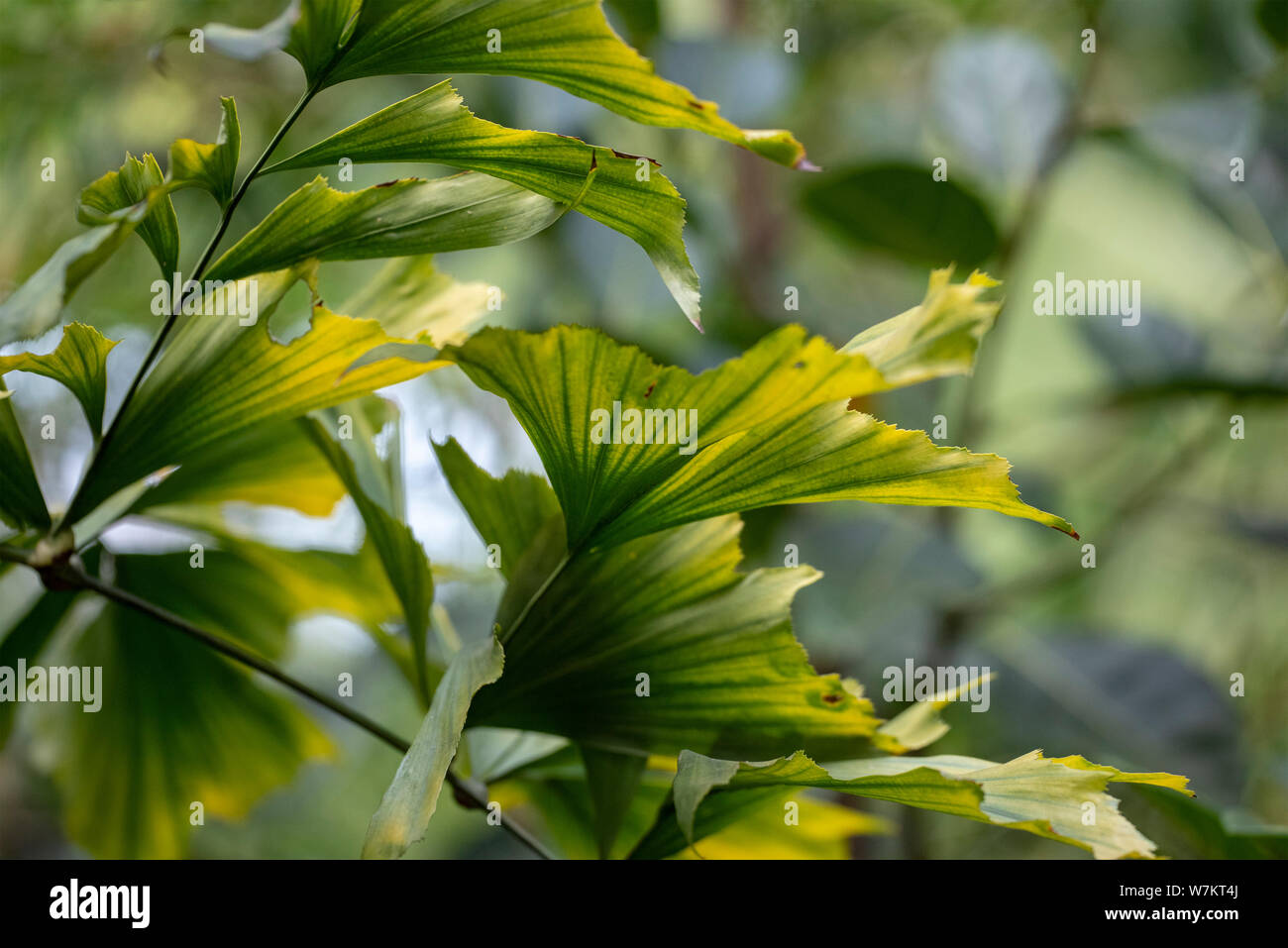 Green leaves of the plant Caryota mitis close-up in natural light Stock ...