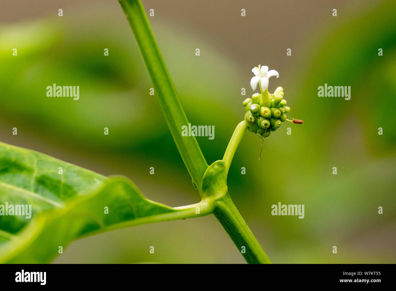 Flower plants Morinda Citrus (lat. Morinda citrifolia) close-up in ...