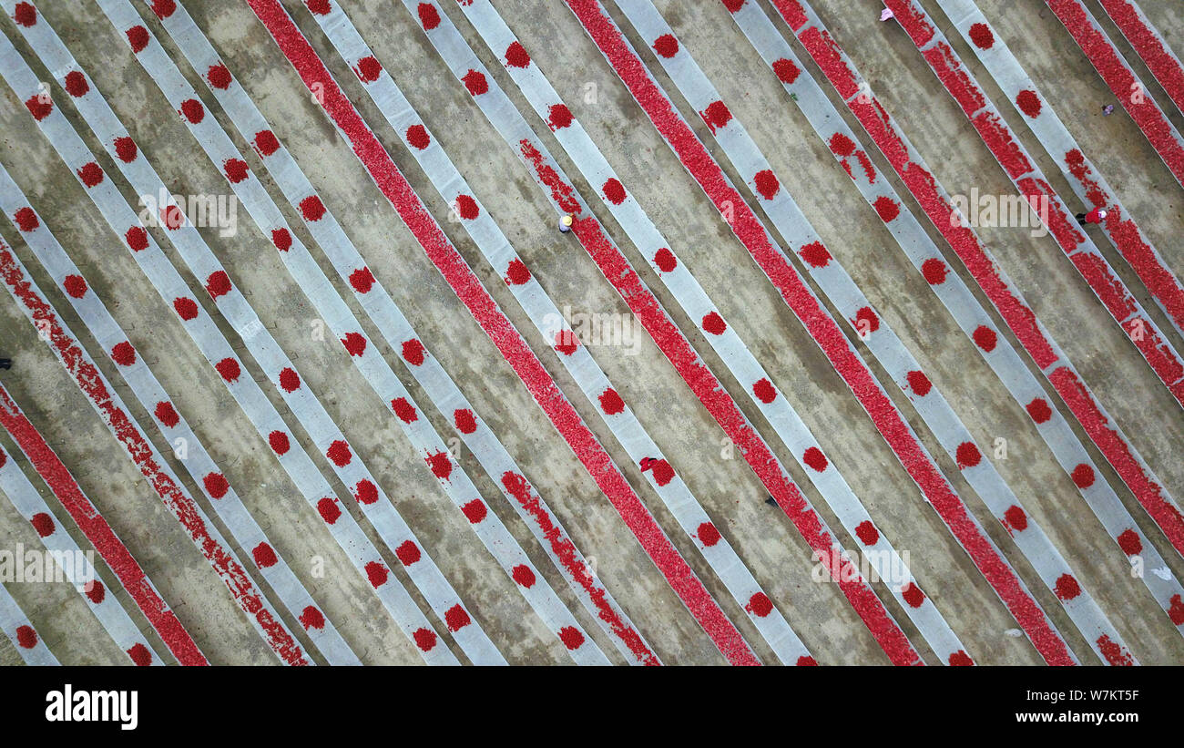 Aerial view of the harvested tomatoes for air-drying in Yanqi Hui ...