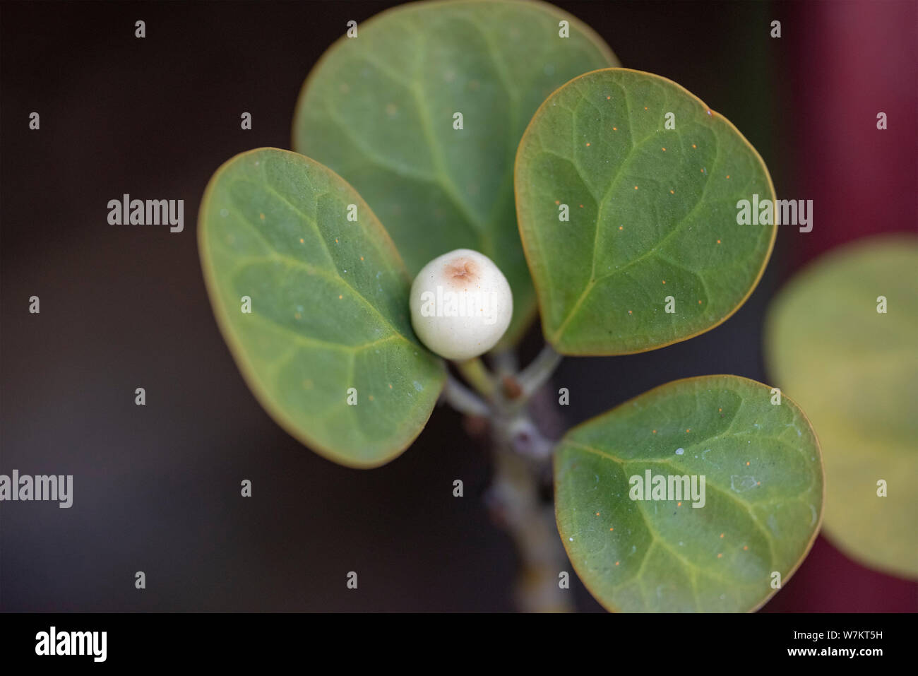 Mistletoe fig ficus deltoidea hi-res stock photography and images - Alamy