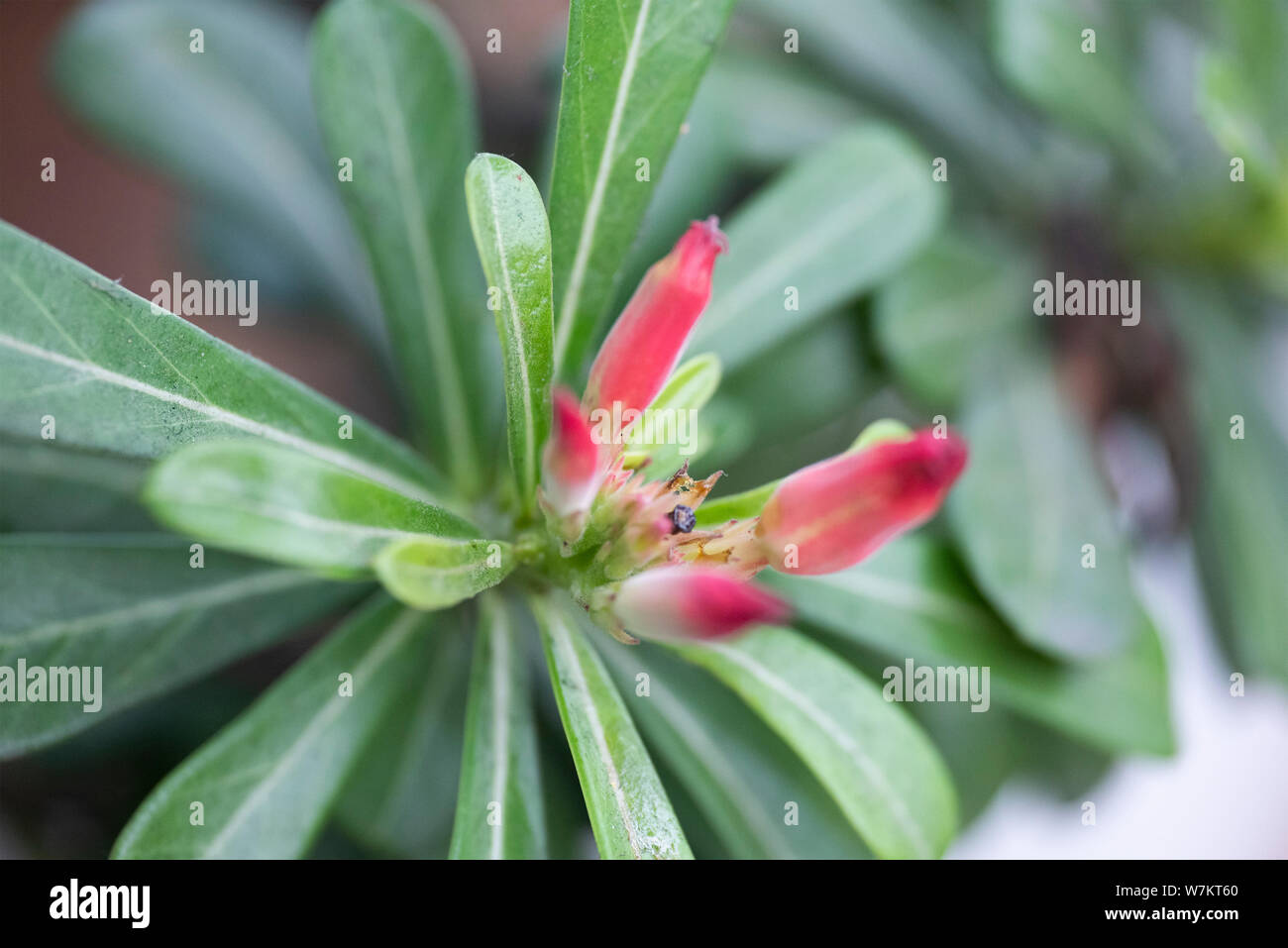 Flower plant Adenium close-up in natural light. Thailand Stock Photo ...