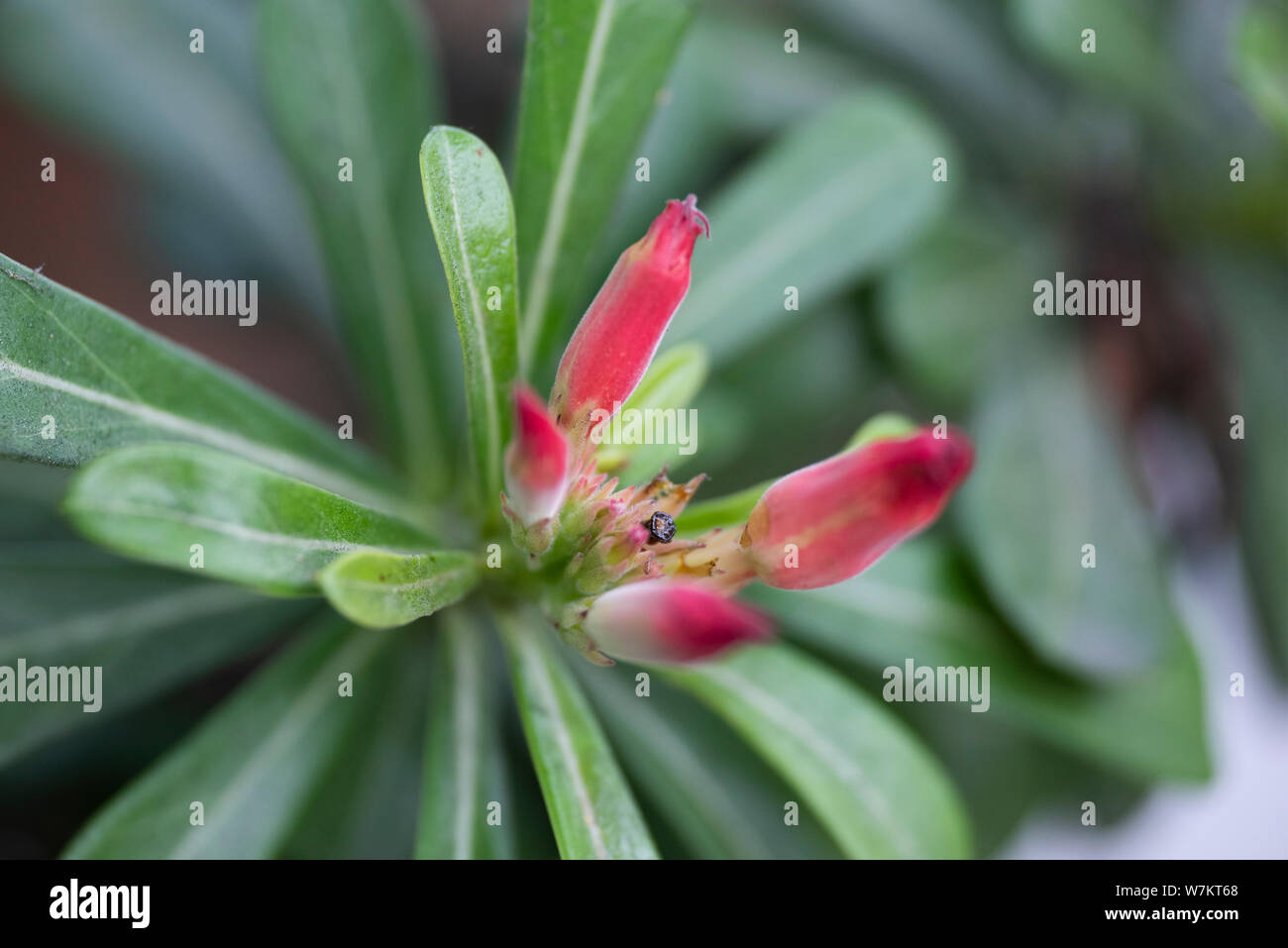Flower plant Adenium close-up in natural light. Thailand Stock Photo ...
