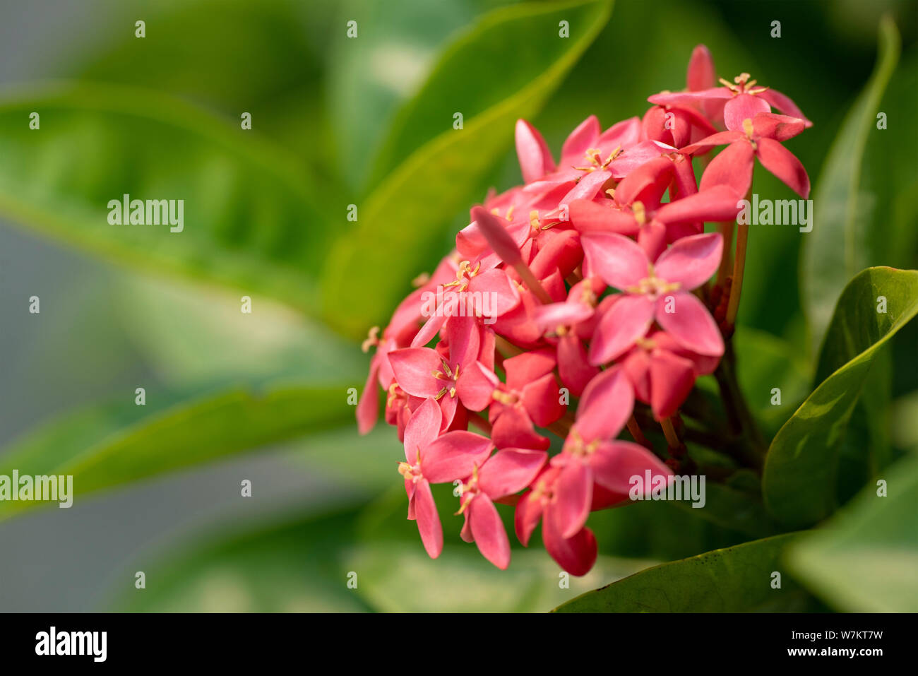 Beautiful red flowers of the plant Ixora chinensis in natural light ...