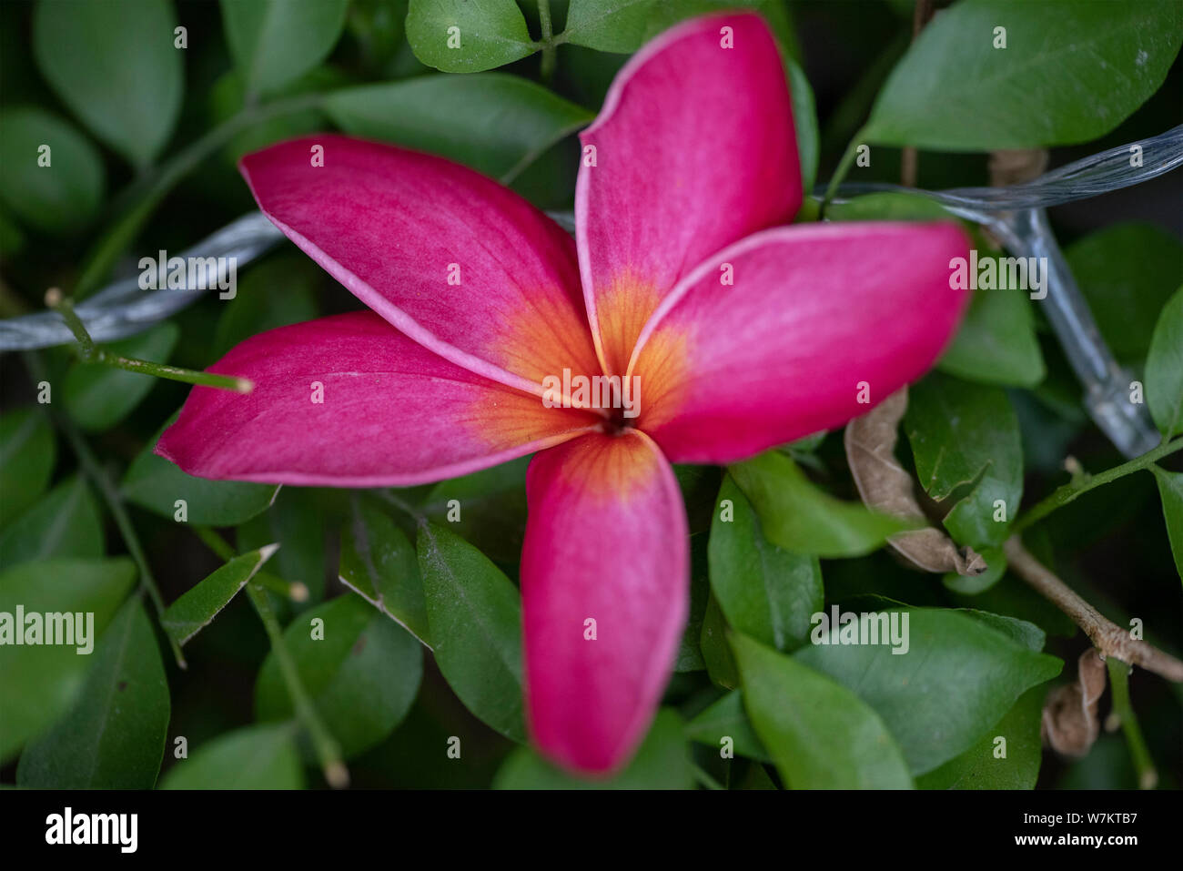 Red flowers of Plumeria rubra plant close-up in natural light. Thailand ...