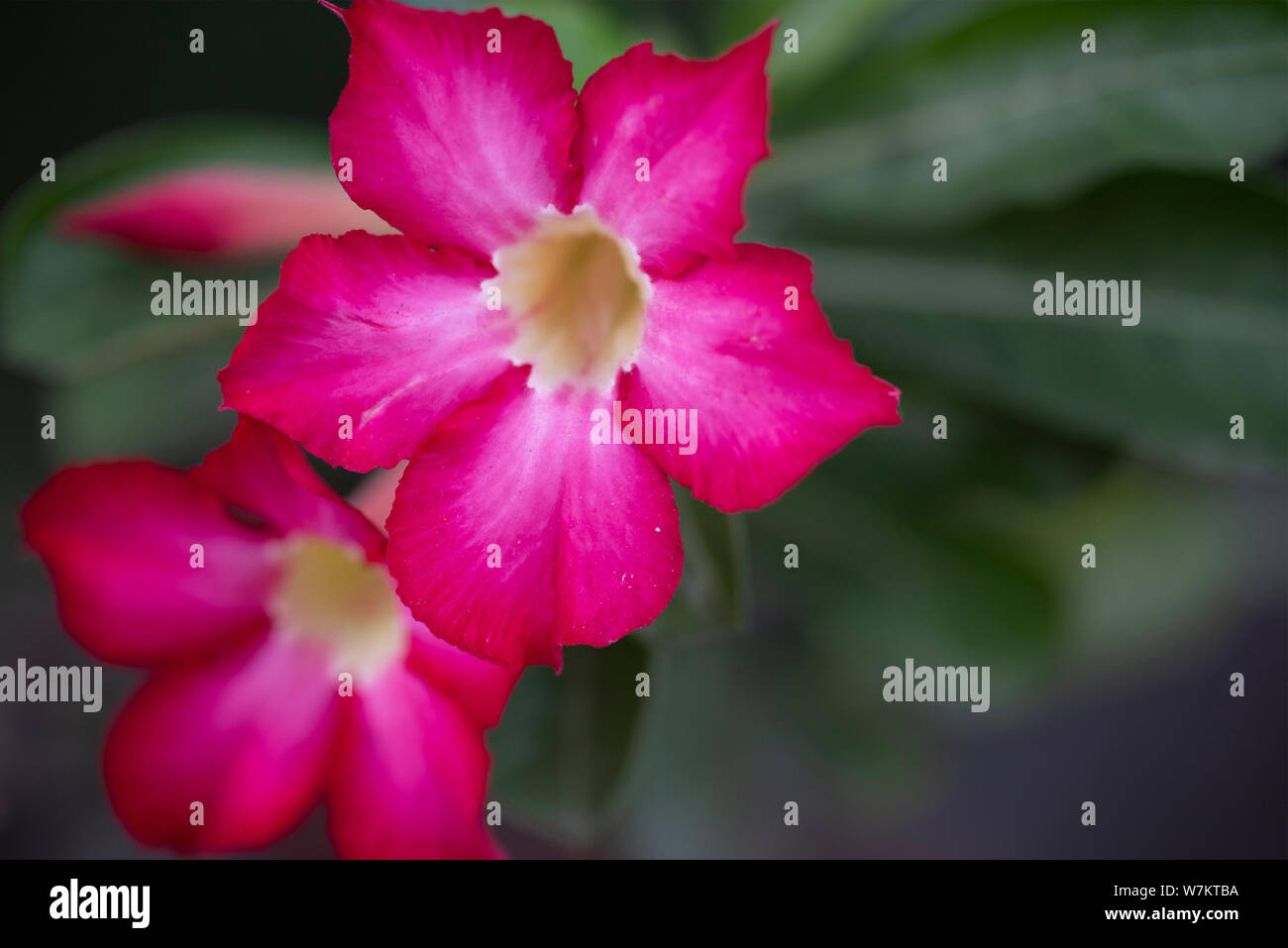 Flower plant Adenium close-up in natural light. Thailand Stock Photo ...