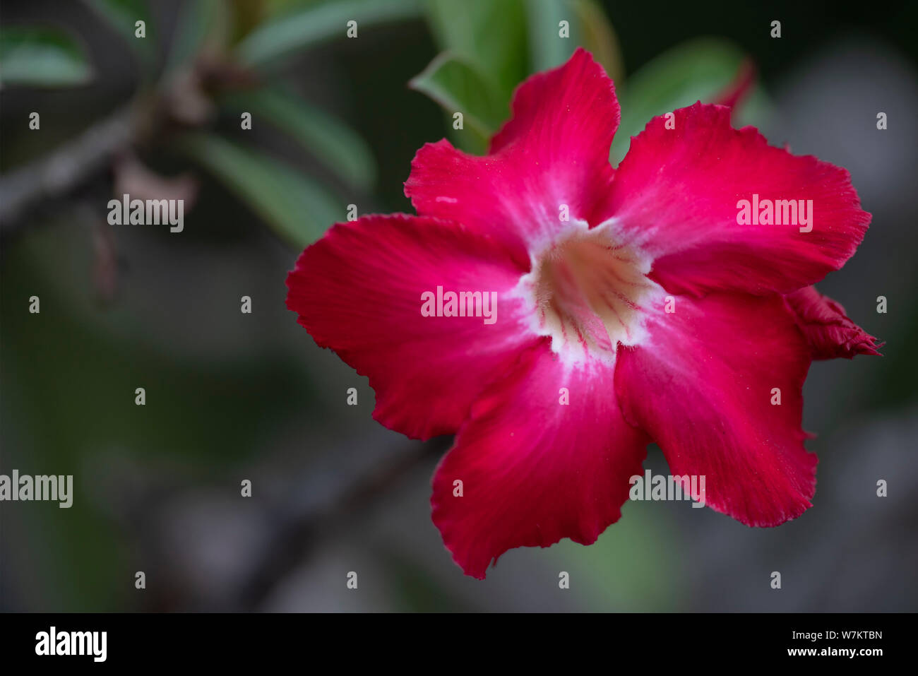 Flower plant Adenium close-up in natural light. Thailand Stock Photo ...