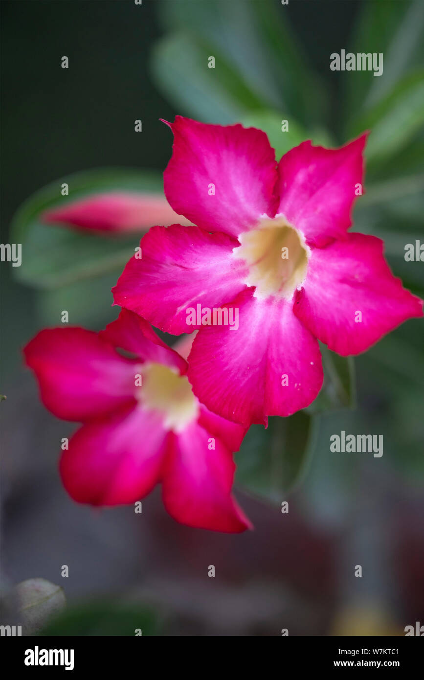 Flower plant Adenium close-up in natural light. Thailand Stock Photo ...